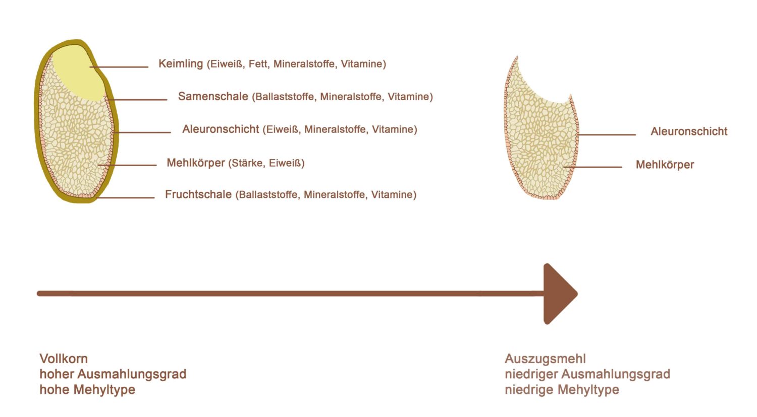 Vom-Getreidekorn-zum-Mehl-mixdeinbrot - Du stehst auf auf leckeres Brot ...